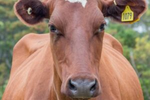 An In-Depth Look at Aussie Red Cattle: The Complete Breed Profile ...