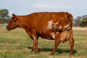An In-Depth Look at Aussie Red Cattle: The Complete Breed Profile ...