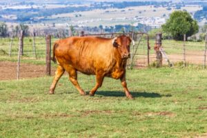 Best Beef Cattle Breeds for Grass-Fed Production - Cattle Daily