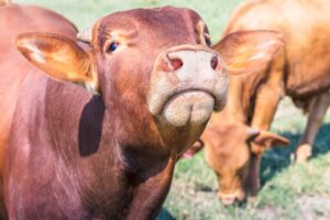 The Ultimate Guide to Beefmaster Cattle: Traits & Advantages - Cattle Daily
