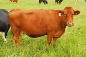 5 Top Dairy Cattle Breeds Ideal for Small Farm Success - Cattle Daily