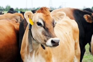 Cattle Breeds in Texas: A Comprehensive Guide