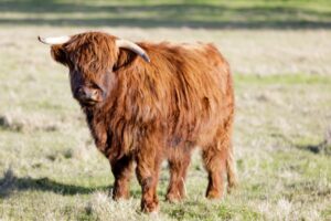 An Overview of Miniature Cattle Breeds: Compact and Curious - Cattle Daily
