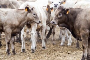 Start a Successful Livestock Farm: Complete Guide