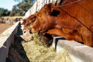 Best Food for Beef Cattle: A Comprehensive Guide