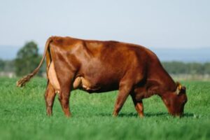 An In-Depth Look at Aussie Red Cattle: The Complete Breed Profile ...