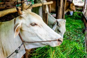 Best Food for Beef Cattle: A Comprehensive Guide