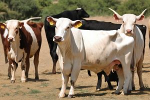 Egyptian Cattle Breeds: Baladi, Domiati & More | Comprehensive Guide