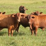 Cattle Communication: Understanding Cow Sounds and Vocalizations ...