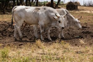 Continental Beef Cattle Breeds: Growth, Muscling & Efficiency