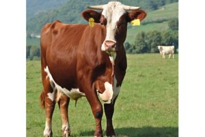 Egyptian Cattle Breeds: Baladi, Domiati & More | Comprehensive Guide