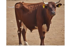 Egyptian Cattle Breeds: Baladi, Domiati & More | Comprehensive Guide