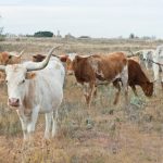 Milk Fever Prevention in Dairy Cows Guide - Cattle Daily