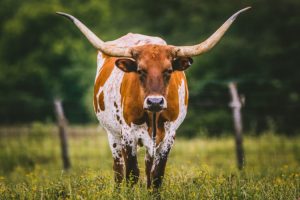 Cattle Breeds in Texas: A Comprehensive Guide