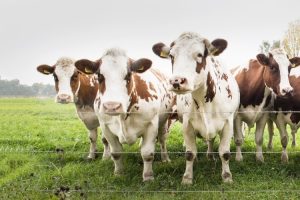 Cattle Mineral & Vitamin Supplements: Essential Guide