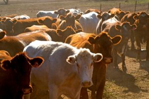 Low-Cost Cattle Handling Facility Plans: Efficient & Affordable Designs