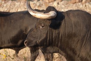 Beefalo: The Hybrid Cattle Breed Combining Beef and Bison