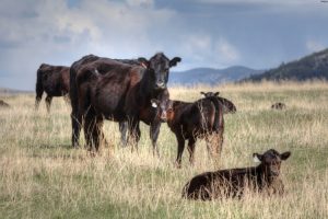 Cattle Temperament: Understanding Breed Behavior Variations