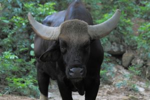 Beefalo Cattle: Complete Guide to Bison-Cattle Hybrid Breed
