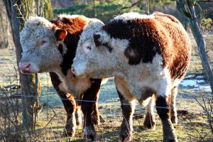 Unlocking the Secrets of Bull Breeding Behaviors and Habits