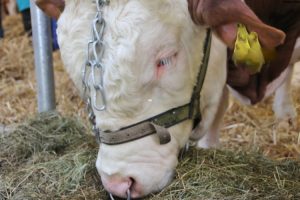 Unlocking the Secrets of Bull Breeding Behaviors and Habits
