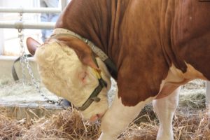 Unlocking the Secrets of Bull Breeding Behaviors and Habits
