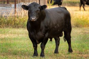 Unlocking the Secrets of Bull Breeding Behaviors and Habits
