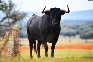 Unlocking the Secrets of Bull Breeding Behaviors and Habits