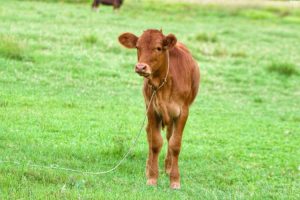 Newborn Calf Care: Essential Guide for Healthy Development