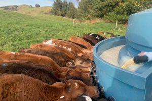 Dairy Heifer Nutrition: Optimal Feeding for Growth