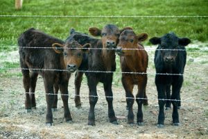 Beef Cow Mothering Behaviors: Enhancing Maternal Care for Herd Success
