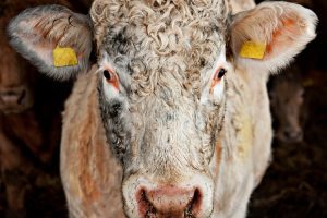 Lice Prevention and Treatment Options for Cattle - Cattle Daily