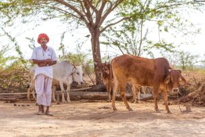 Mastering Low Stress Cattle Training for Enhanced Productivity and Well ...