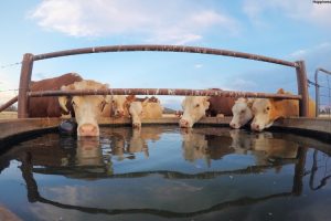 Mitigating Heat Stress in Cattle: Strategies for Maintaining Herd ...