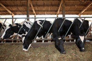 Cattle Aggression and Dominance: Understanding Herd Behavior