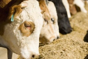 Copper Deficiency in Cattle: Symptoms, Causes, and Supplementation