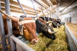 Cattle Bloat Prevention: Expert Guide for Ranchers & Farmers