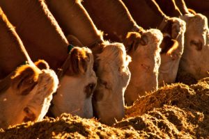 Feeding Bakery Waste to Dairy Cattle: Sustainable Nutrition Guide