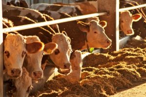 Feeding Bakery Waste to Dairy Cattle: Sustainable Nutrition Guide