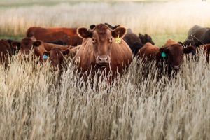 Lice Prevention and Treatment Options for Cattle - Cattle Daily
