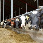 Start a Successful Livestock Farm: Complete Guide