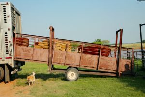 Essential Cattle Handling Safety: Tips and Precautions for Secure ...