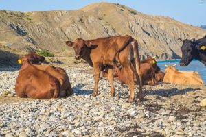 Cattle Aggression and Dominance: Understanding Herd Behavior