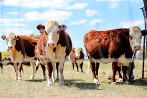 Cattle Temperament: Understanding Breed Behavior Variations