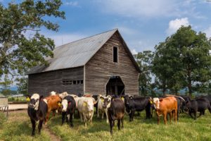Cattle Aggression and Dominance: Understanding Herd Behavior