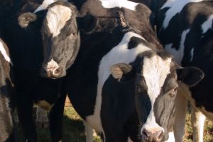 Cattle Aggression and Dominance: Understanding Herd Behavior