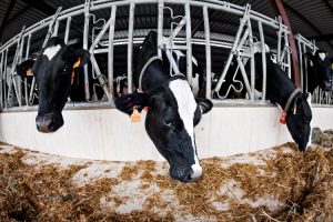 Common Causes of Infertility in Beef Cows: Comprehensive Guide