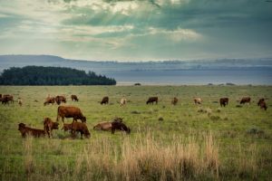 Cattle Bloat Prevention: Expert Guide for Ranchers & Farmers