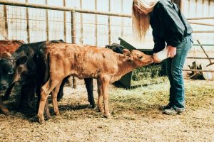Dairy Heifer Nutrition: Optimal Feeding for Growth
