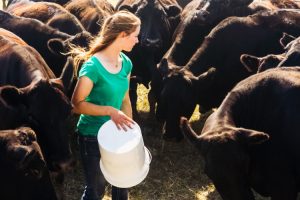 Feeding Bakery Waste to Dairy Cattle: Sustainable Nutrition Guide